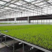 China Hot Water Heating Multi-Span Seedling Glass Greenhouse for Hydroponics Stromal Control for sale