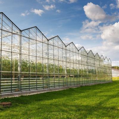 China Venlo Hollow Double Layer Tempered Glass Greenhouse for Hydroponics Growing System for sale