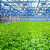 China Venlo Hollow Double Layer Tempered Glass Greenhouse for Hydroponics Growing System for sale