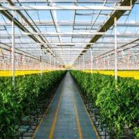 China Venlo Hollow Double Layer Tempered Glass Greenhouse for Hydroponics Growing System for sale