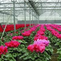 China US Single-Arch Hydroponics Greenhouse for Pepper Production Package Gross Weight 2000.000kg for sale