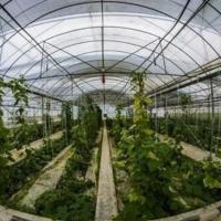 China 1209.00cm * 235.00cm * 239.00cm Customizable Film Greenhouse for Vegetable Farming for sale