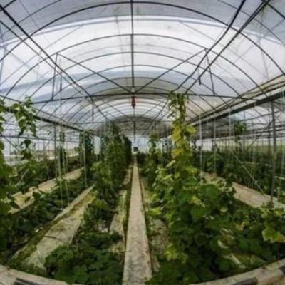 China 1209.00cm * 235.00cm * 239.00cm Customizable Film Greenhouse for Vegetable Farming for sale