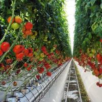 China 1209.00cm * 235.00cm * 239.00cm Customizable Film Greenhouse for Vegetable Farming for sale