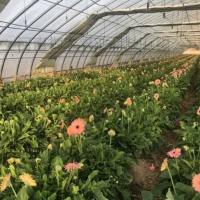 China 1209.00cm * 235.00cm * 239.00cm Customizable Film Greenhouse for Vegetable Farming for sale