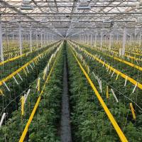 China Origin Vegetable and Flower Glass Greenhouse with Hydroponics Cultivation Method for sale