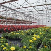 China 2000.000kg Package Gross Weight Anti-Drip Fogging Film Greenhouse for Vegetable Farming for sale