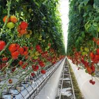 China 2000.000kg Package Gross Weight Anti-Drip Fogging Film Greenhouse for Vegetable Farming for sale