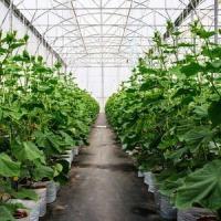 China 2000.000kg Package Gross Weight Anti-Drip Fogging Film Greenhouse for Vegetable Farming for sale