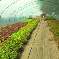 China 1209cm * 235cm * 239cm Package Size Greenhouse for Tomato and Cucumber Farm Full Payment for sale