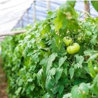 China 1209cm * 235cm * 239cm Package Size Greenhouse for Tomato and Cucumber Farm Full Payment for sale