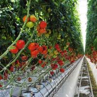 China 1209cm * 235cm * 239cm Package Size Greenhouse for Tomato and Cucumber Farm Full Payment for sale