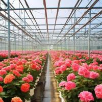 China Glass Greenhouse with Hydroponics Growing Customized Request Roofing Shape A Type Roof for sale