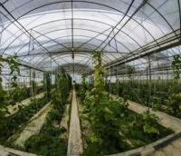 China Multi-Span Single-Pan Hydroponic Tomato Cultivation Greenhouse for Aquaculture Market for sale