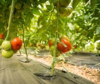 China Multi-Span Single-Pan Hydroponic Tomato Cultivation Greenhouse for Aquaculture Market for sale