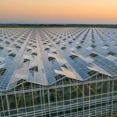 China Hydroponic Glass Greenhouse for Flowers Shipping Cost and Estimated Delivery Time for sale