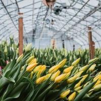 China Single-Arch Greenhouse for Flower Farming Boost Your Flower Production for sale