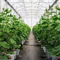 China Single-Arch Greenhouse for Flower Farming Boost Your Flower Production for sale
