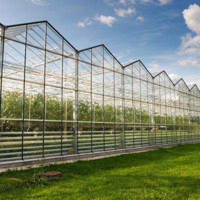 China Glass Greenhouse with Hydroponics Growing System Commercial Greenhouse Promotion for sale