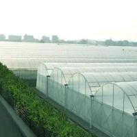China Customizable Double-Film Hydroponic System for Pepper Production Multi-Span Design for sale
