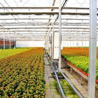 China Venlo Glass Greenhouse for Vegetables Roofing Shape a Type Roof 30 Days Return refunds for sale