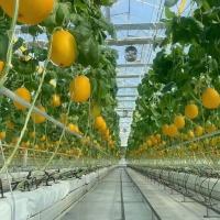 China Venlo Glass Greenhouse for Vegetables Roofing Shape a Type Roof 30 Days Return refunds for sale