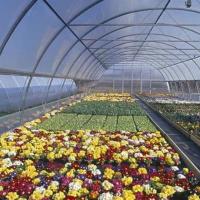China Double Layer Film Greenhouse for Soilless Culture Tomato Cucumber Flower Farming for sale