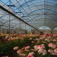 China Double Layer Film Greenhouse for Soilless Culture Tomato Cucumber Flower Farming for sale