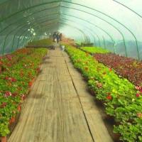 China jx-fg-42 Steel Structure Anti-Drip Fogging Film Greenhouse for Single-Film Hydroponic for sale