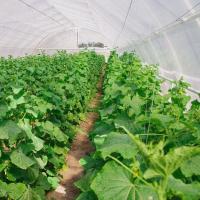 China jx-fg-42 Steel Structure Anti-Drip Fogging Film Greenhouse for Single-Film Hydroponic for sale