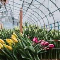 China jx-fg-42 Steel Structure Anti-Drip Fogging Film Greenhouse for Single-Film Hydroponic for sale