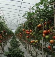 China Temporary Heating Arched Roof Film Greenhouse for Tomato and Cucumber Farming for sale
