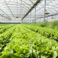 China Temporary Heating Arched Roof Film Greenhouse for Tomato and Cucumber Farming for sale