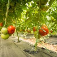 China Temporary Heating Arched Roof Film Greenhouse for Tomato and Cucumber Farming for sale