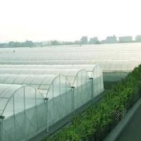 China Double-Arch Pepper and Flower Hydroponic Greenhouse with Multi Span Roofing Shape for sale