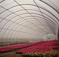 China Double-Arch Pepper and Flower Hydroponic Greenhouse with Multi Span Roofing Shape for sale