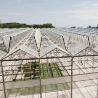 China US Hot DIP Galvanized Steel Multi Span Glass Greenhouse 50.00cm * 60.00cm * 80.00cm for sale