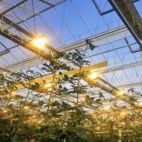 China US Hot DIP Galvanized Steel Multi Span Glass Greenhouse 50.00cm * 60.00cm * 80.00cm for sale