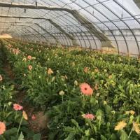 China 1209.00cm * 235.00cm * 239.00cm Film Cover Greenhouse for Tomato and Cucumber Growing for sale