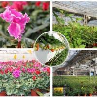 China 1209.00cm * 235.00cm * 239.00cm Film Cover Greenhouse for Tomato and Cucumber Growing for sale