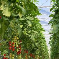 China Venlo Multi Span Glass Greenhouse with Shipping Cost and Estimated Delivery Time for sale