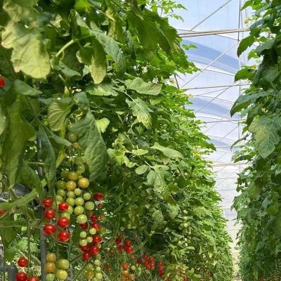 China Venlo Multi Span Glass Greenhouse with Shipping Cost and Estimated Delivery Time for sale