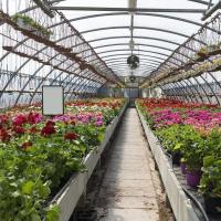 China Double-Arch Greenhouse for Tomato Cultivation Initial Payment and Soilless Culture for sale