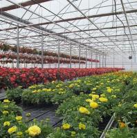 China Double-Arch Greenhouse for Tomato Cultivation Initial Payment and Soilless Culture for sale