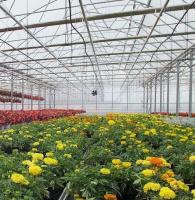 China Double-Arch Greenhouse for Tomato Cultivation Initial Payment and Soilless Culture for sale