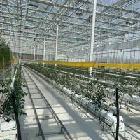 China Venlo Tempered Glass Greenhouse with Hydroponics Growing System Large and US Currency for sale
