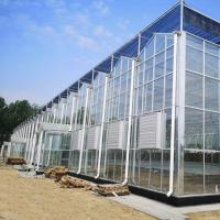 China Venlo Tempered Glass Greenhouse with Hydroponics Growing System Large and US Currency for sale