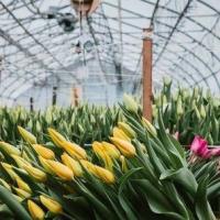 China 2000.000kg Package Gross Weight Single-Pan Hydroponic System for Double-Arch Greenhouse for sale