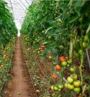 China Double-Arch Film Greenhouse for Cucumber Growth Multi-Span and Sturdy Film Cover for sale