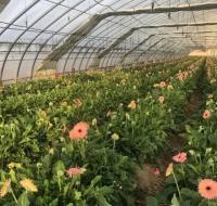 China Double-Arch Film Greenhouse for Cucumber Growth Multi-Span and Sturdy Film Cover for sale